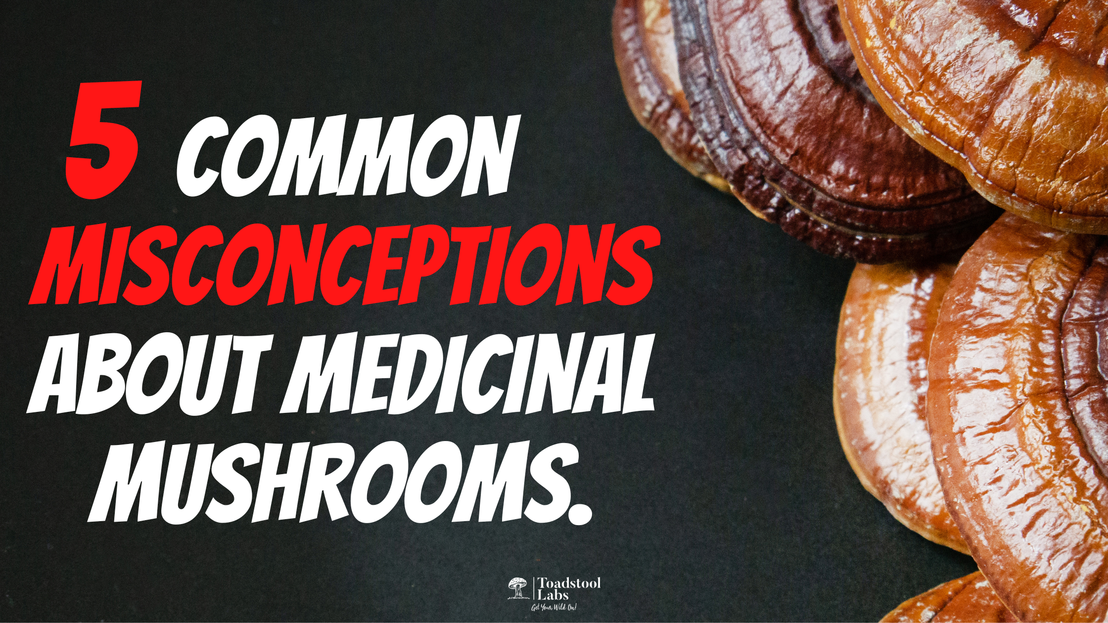 5 Common Misconceptions about Medicinal – Toadstoollabs