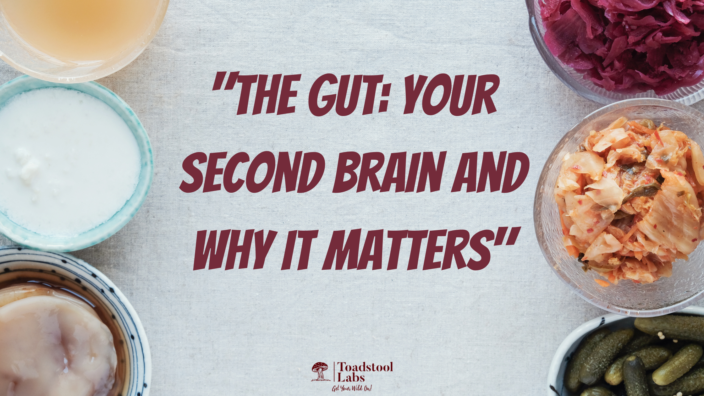 "The Gut: Your Second Brain and Why It Matters" – Toadstoollabs