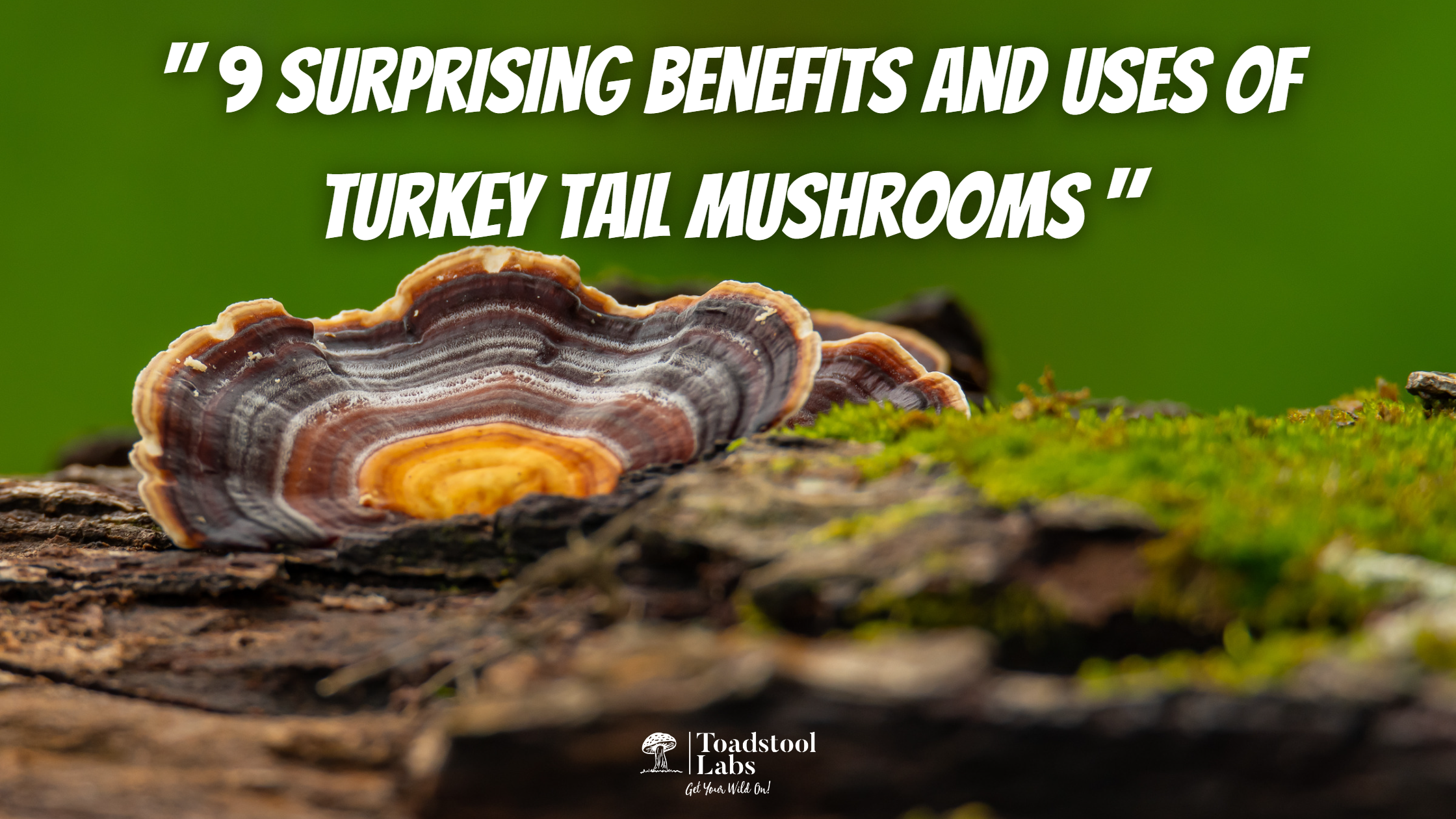 "9 Surprising Benefits and Uses of Turkey Tail Mushrooms" – Toadstoollabs